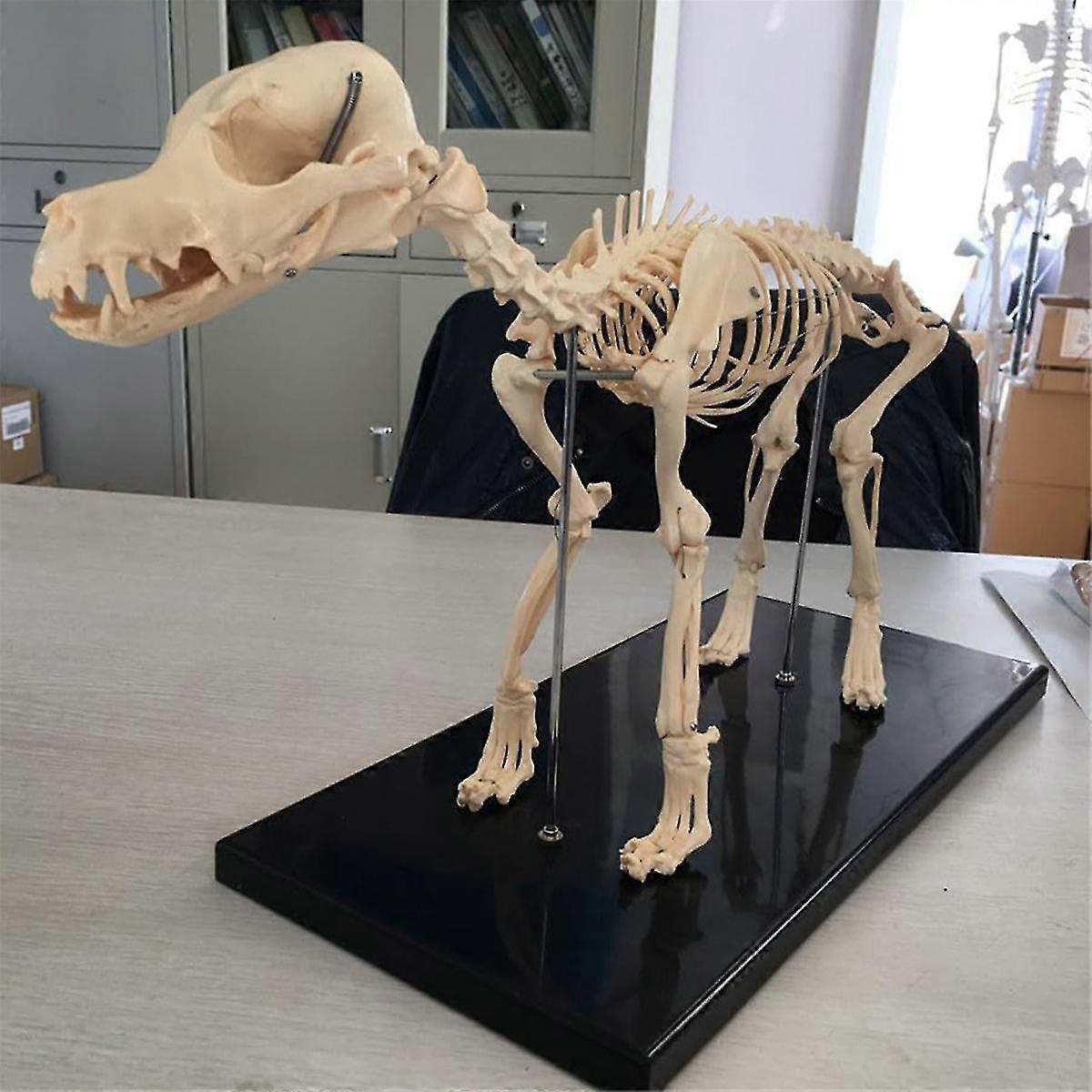 Dog Skeleton Model Dog Anatomy Animal Teaching Model Laboratory ...