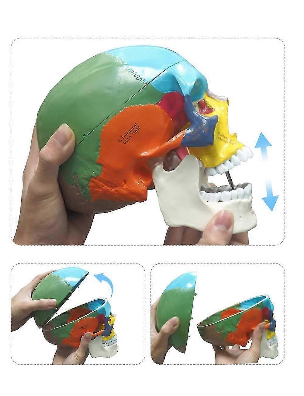 Life Size Colored Human Skull Anatomical Model for Medical Students and ...