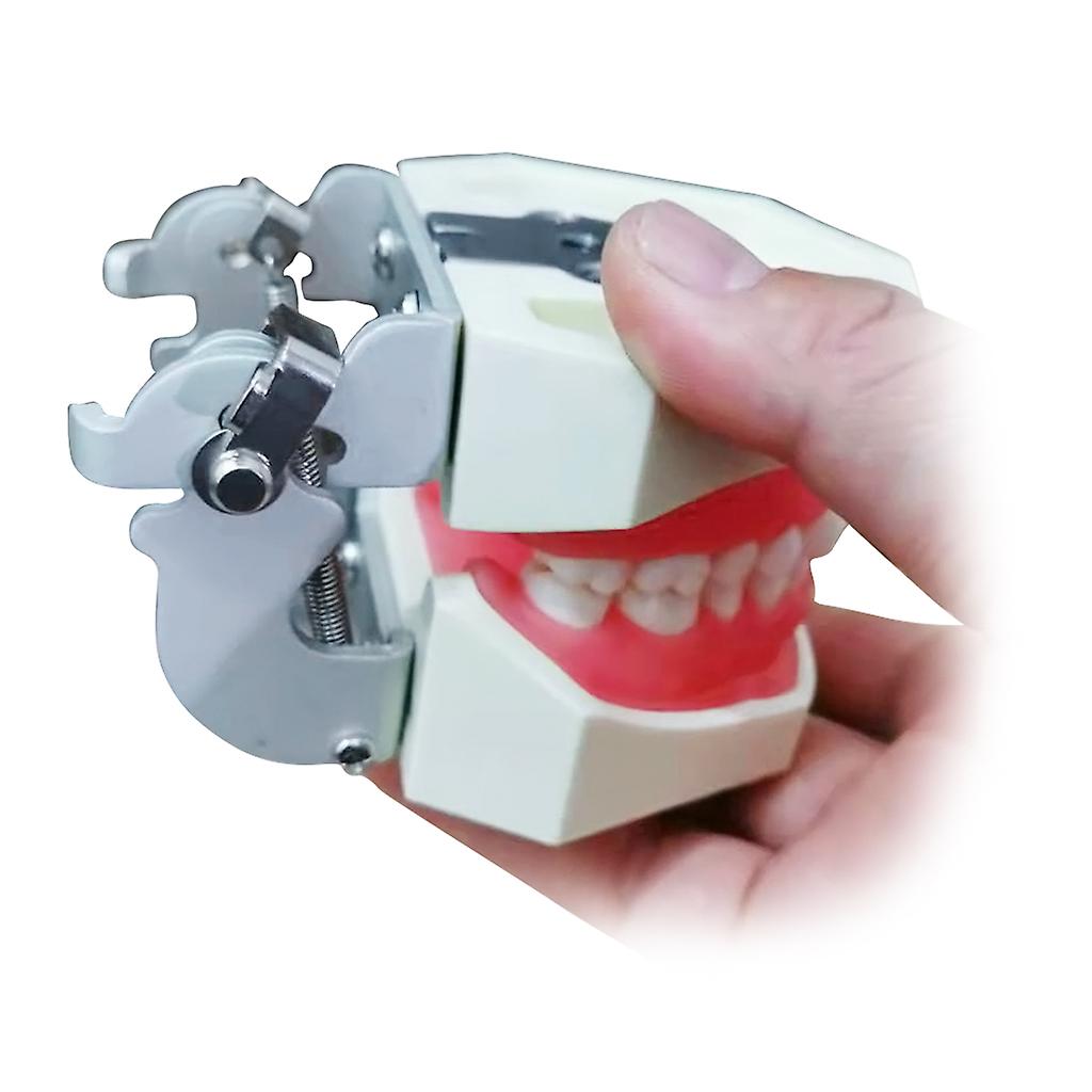 Dental Implant Teeth Model Study Teach Standard Model with Removable ...