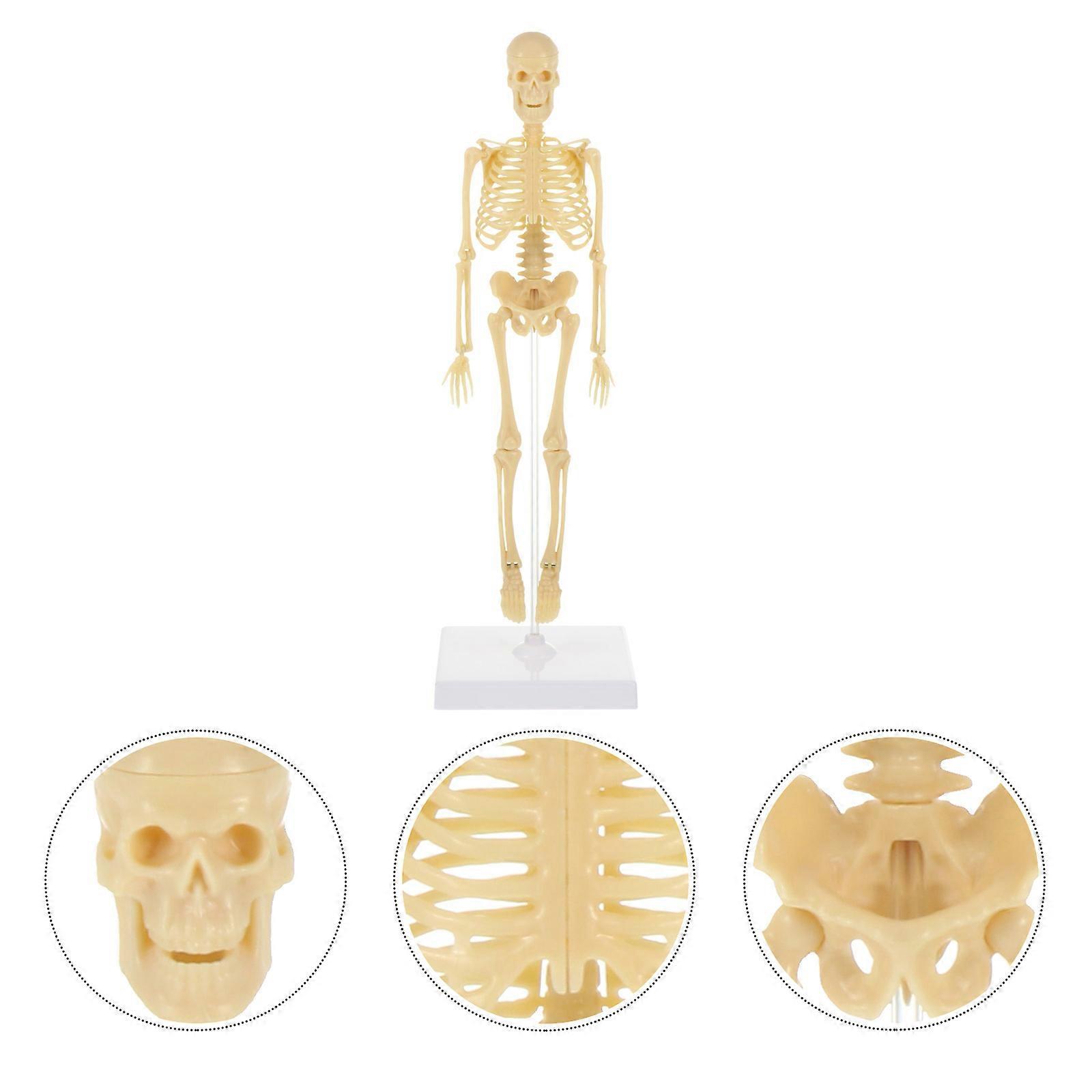 Human Skeleton Model Simulation Mannequin DIY Assembly Manikin Model ...