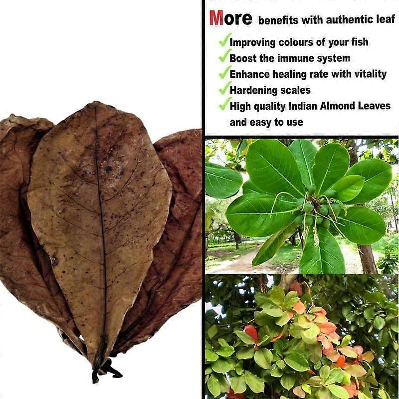 20pcs Natural Catappa Leaves Indian Almond Leaf For Fish Tanks Aquarium ...