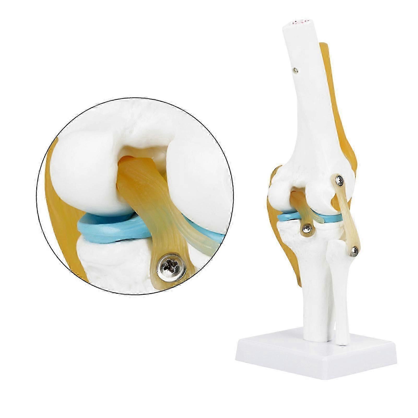 Life Size Human Knee Joint Model For Skeleton Anatomy Study Teach With ...