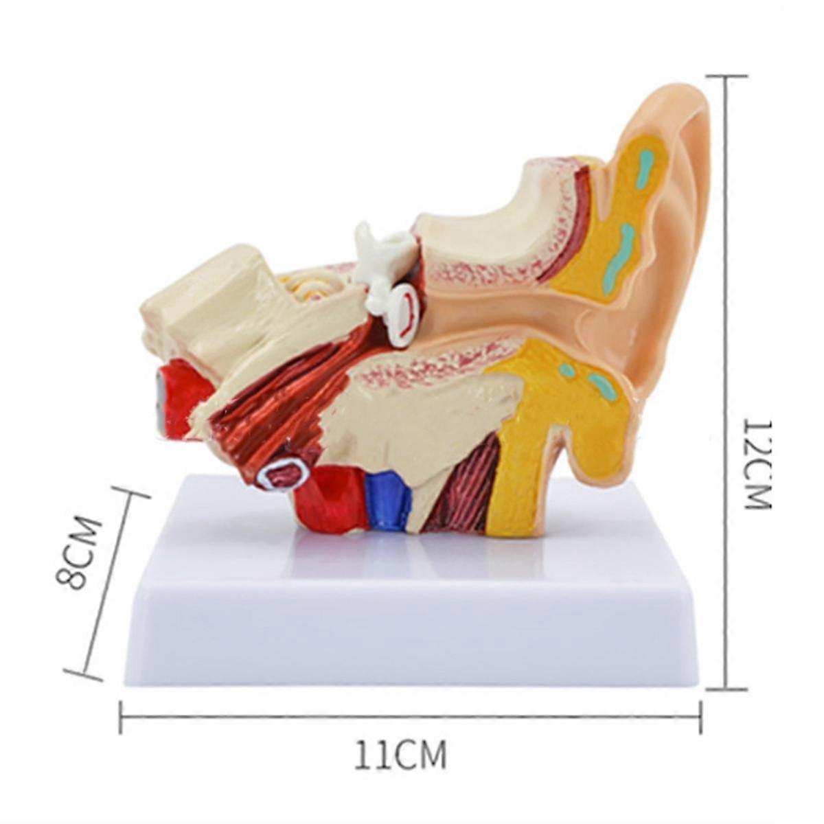 1.5 Times Human Ear Anatomy Model Showing Organs Structure of the ...
