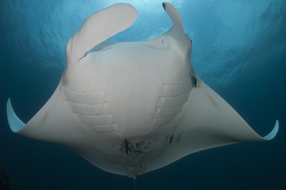 Underside view of a giant oceanic manta ray, Raja Ampat, Indonesia ...