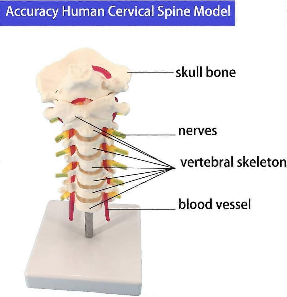 Cervical Spine Model with Nerves, Life Size Cervical Vertebral Spine ...