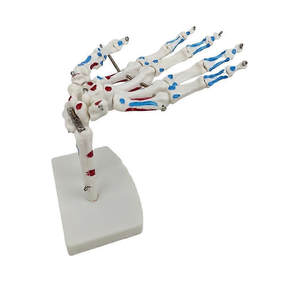 Skeleton Hand Model, Hand Joint Model, with Wrist, Ulna, Hinged Hand ...