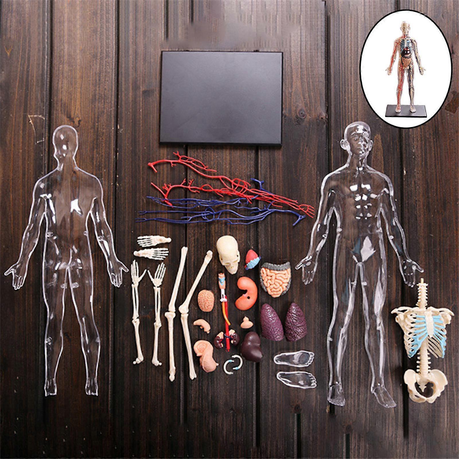 Interactive Human Body Fully Anatomy Figure Human Body Model for Kids ...