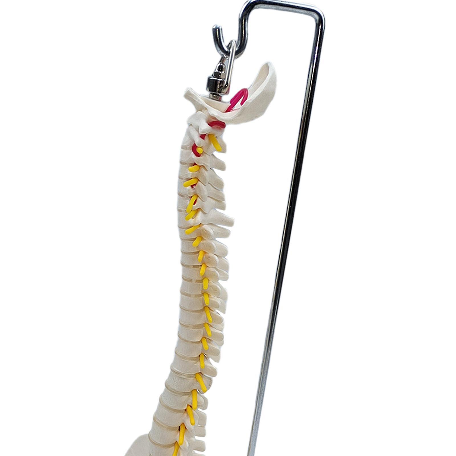 Spine Model Vertebral Column Anatomical for Kids Learning Display ...