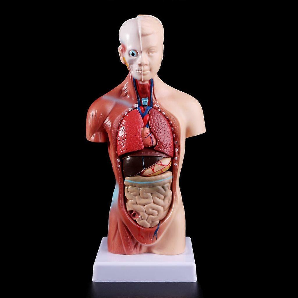 Human Torso Body Model Anatomy Anatomical Medical Internal Organs For ...