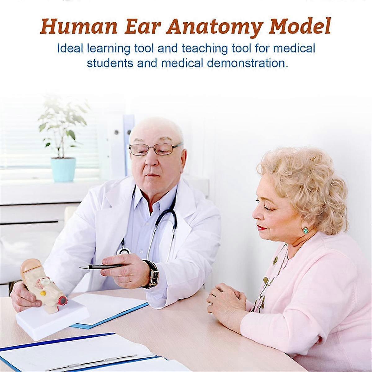 1.5 Times Human Ear Anatomy Model Showing Organs Structure of the ...