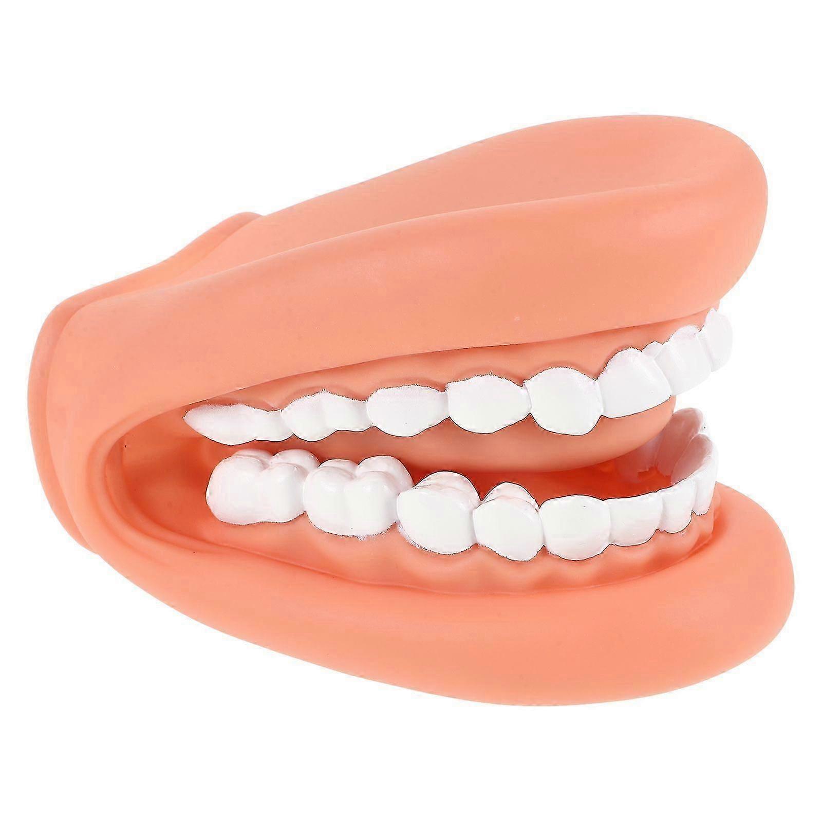 Human Teeth Model Dental Standard Teeth Model Tooth Model For Teaching ...