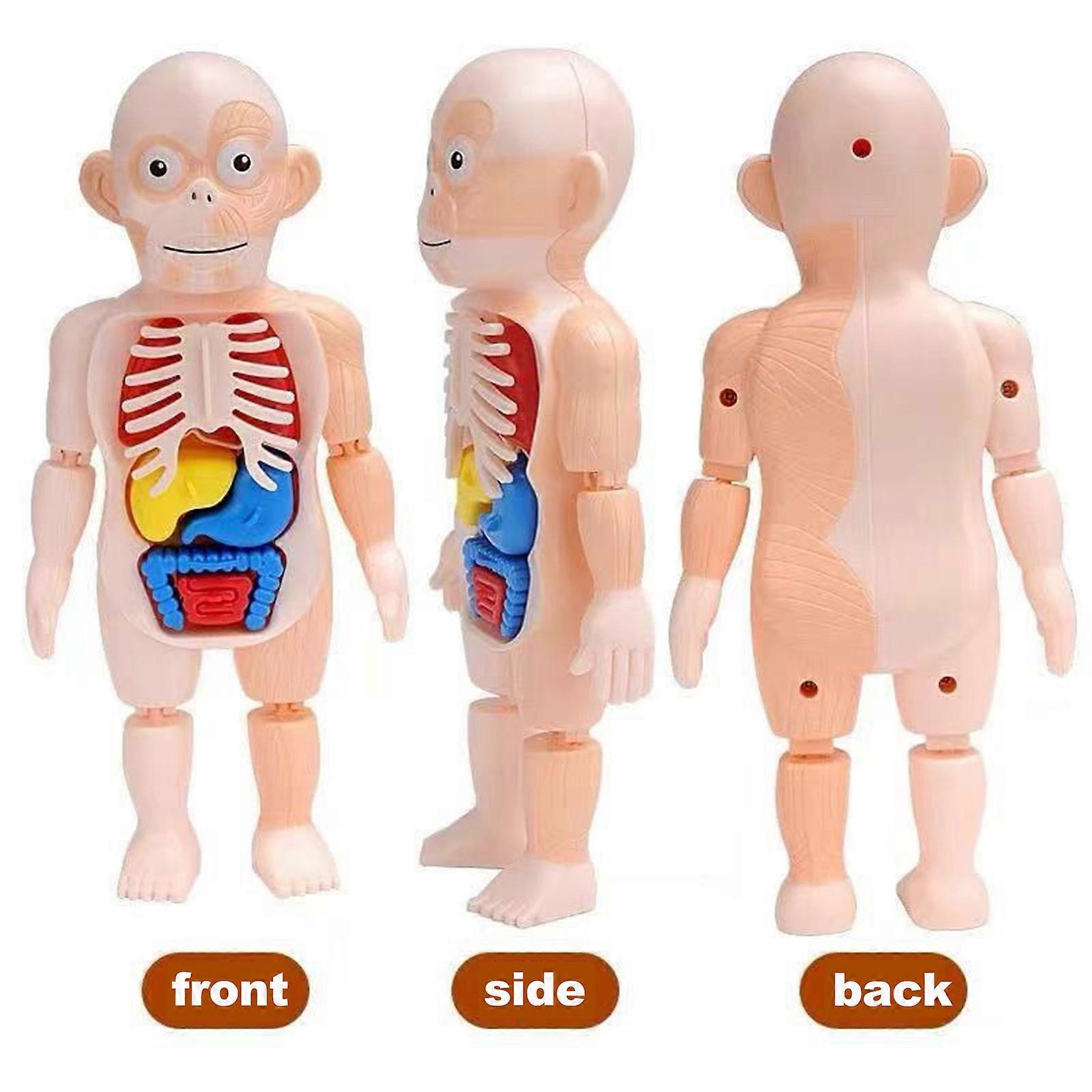 Children's Toy Human Body Model Human Organ Anatomical Assembly Model ...