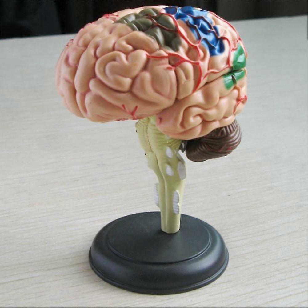 4D Disassembled Anatomical Human Brain Model Anatomy Teaching L9U4 Tool ...