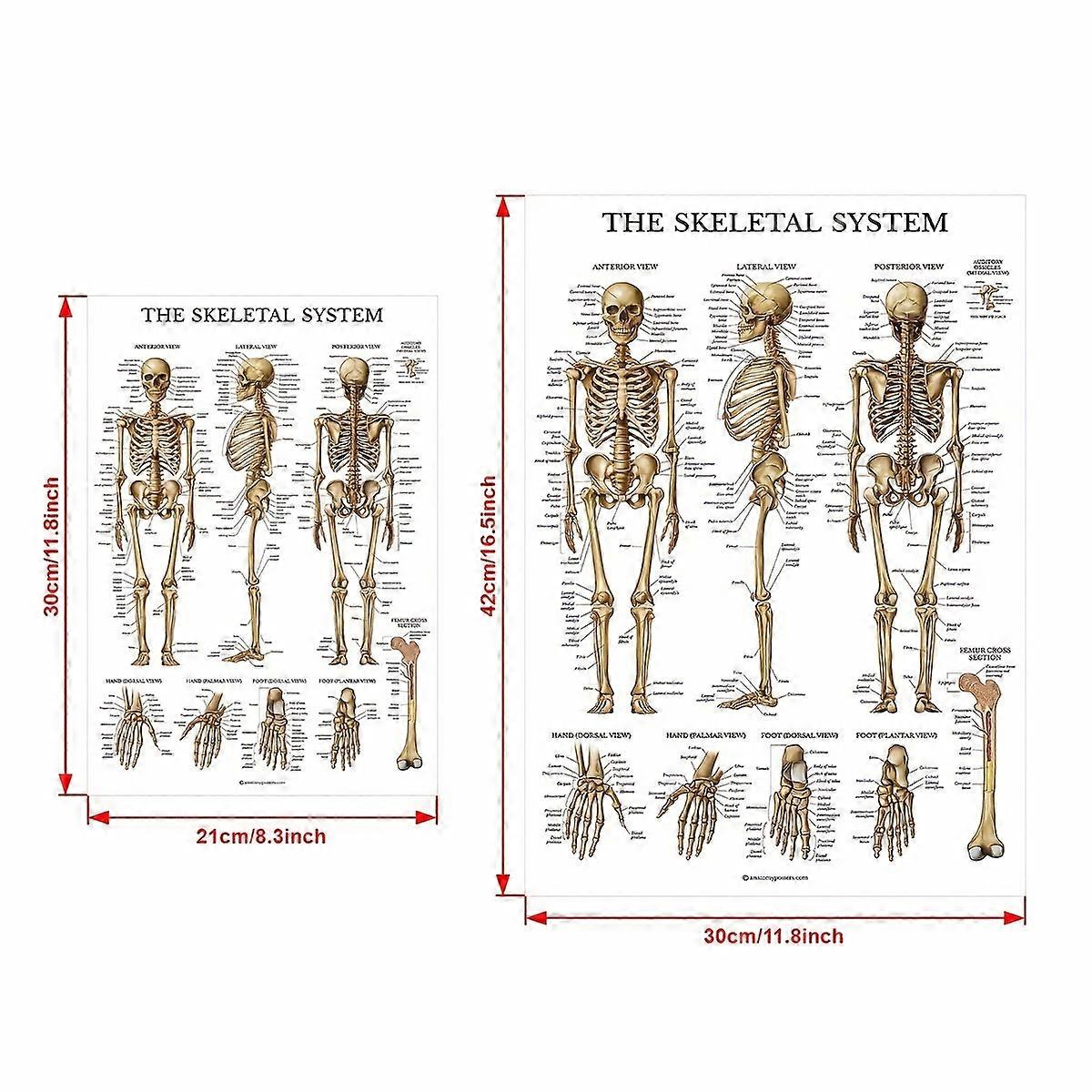 1pc Decorate Wall Print, Anatomy Posters, Human Musculature Anatomical ...