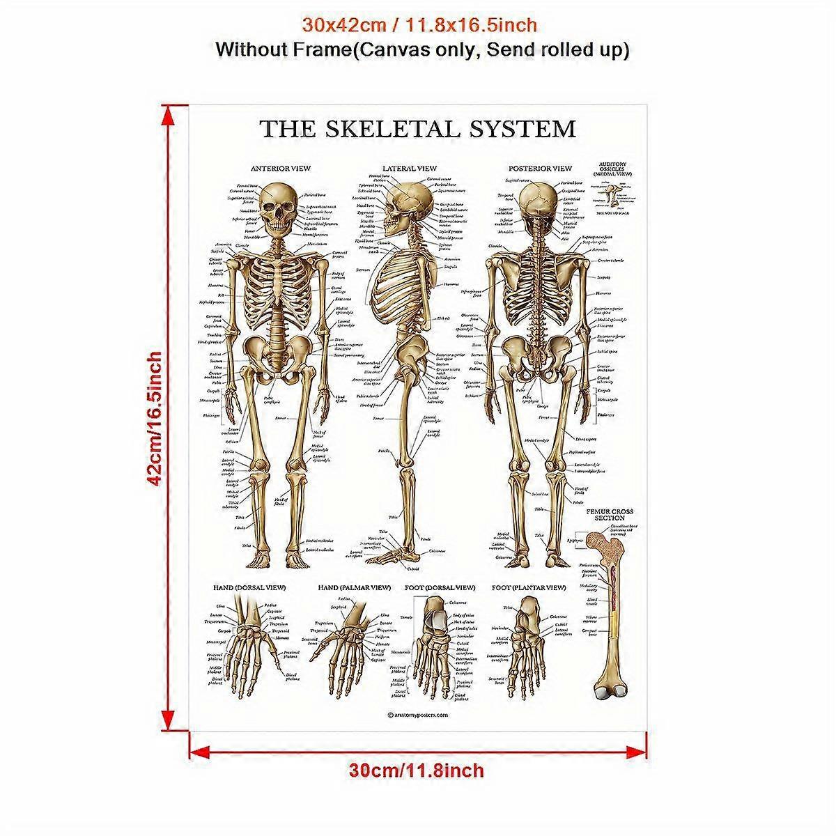 1pc Decorate Wall Print, Anatomy Posters, Human Musculature Anatomical ...