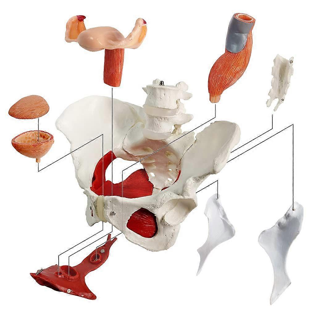 Female pelvis model with pelvic floor muscle perineum model female ...