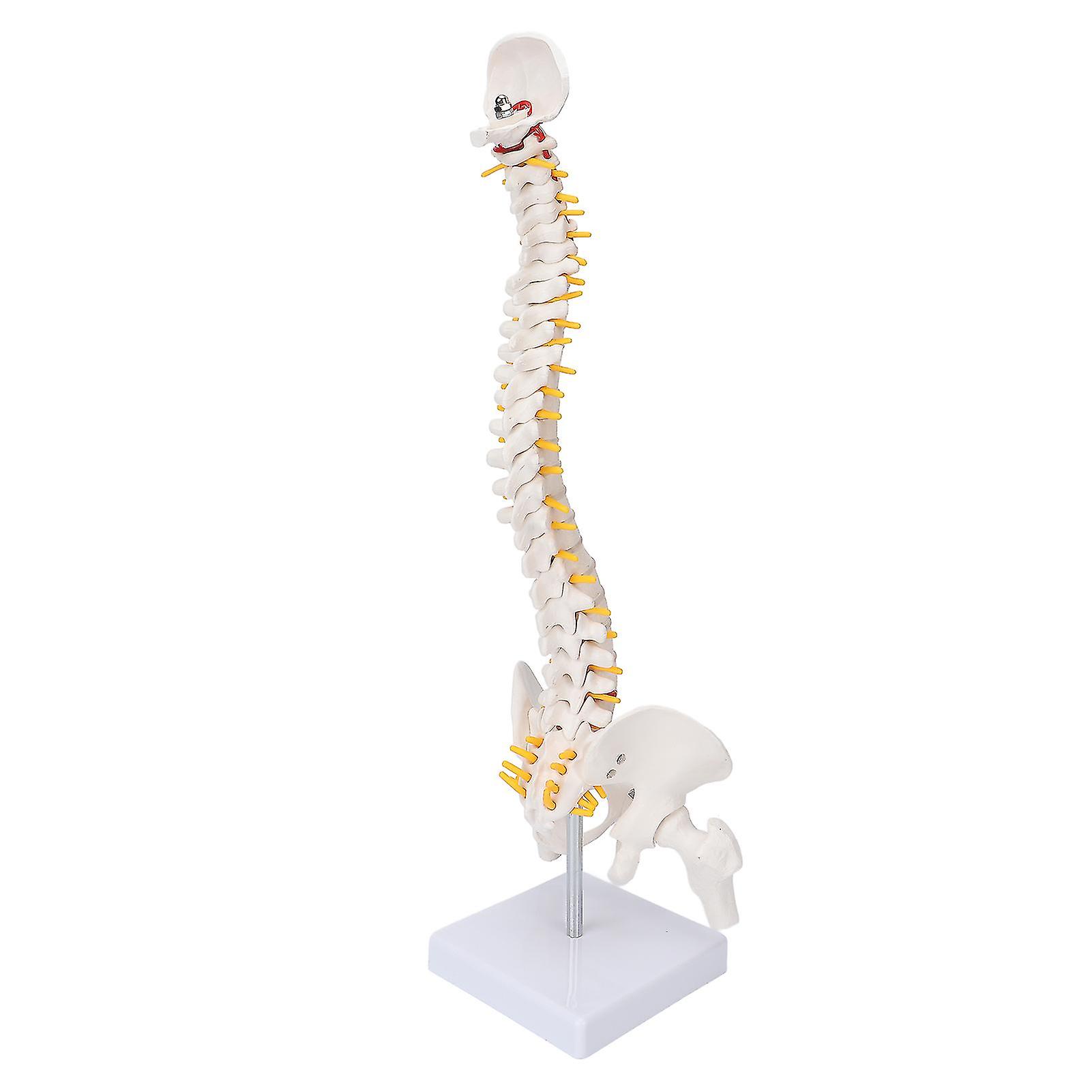 Vertebral Column Model Flexible Spine Caudal Vertebra Anatomical Model ...