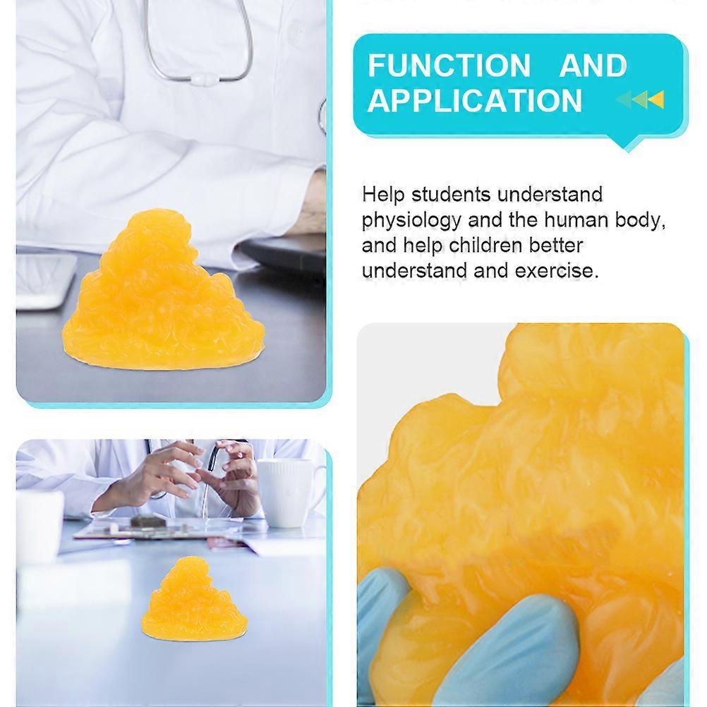 Body Fat Model Human Body Fat Replica 1-pound Body Display Fat Replica ...