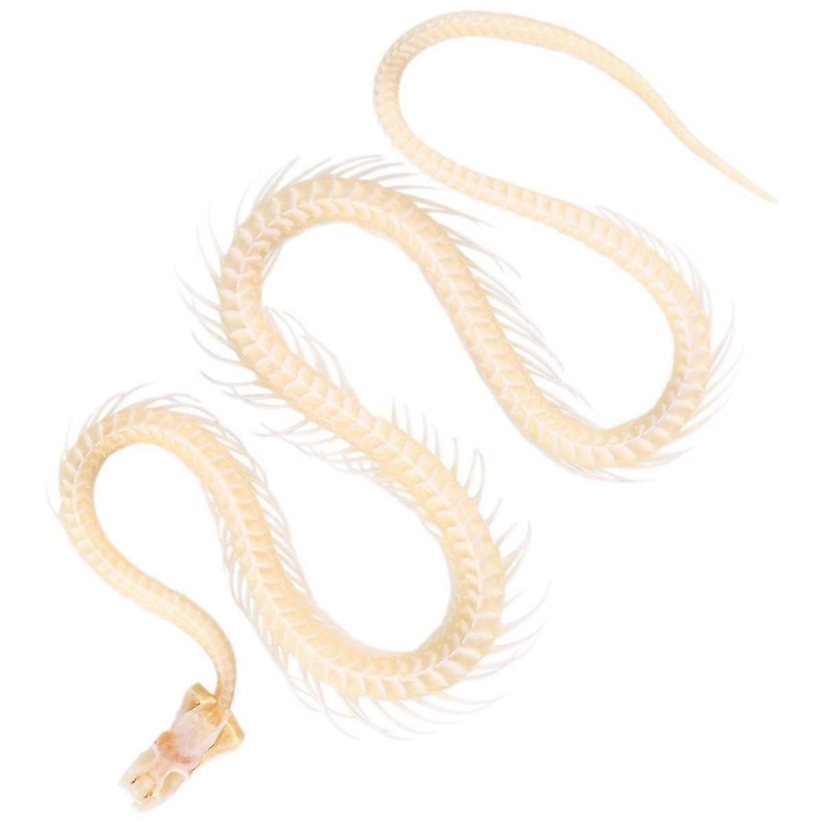 Real Snake Skeleton Animal Specimen in Science Classroom Specimens for ...