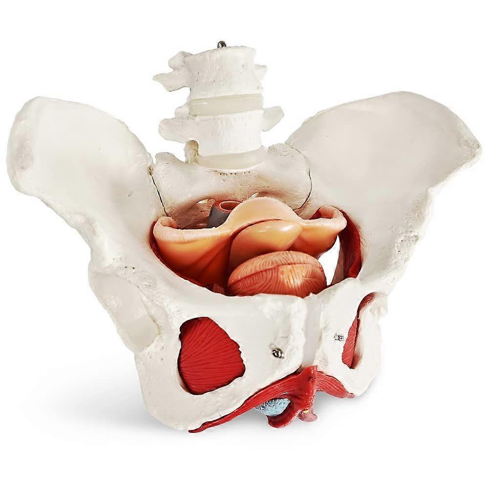 Female pelvis model with pelvic floor muscle perineum model female ...