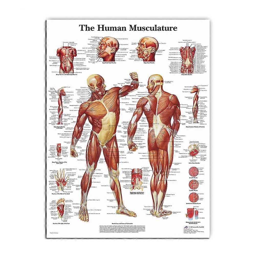 Muscular System Posters Silk Cloth Anatomy Chart Human Body School ...