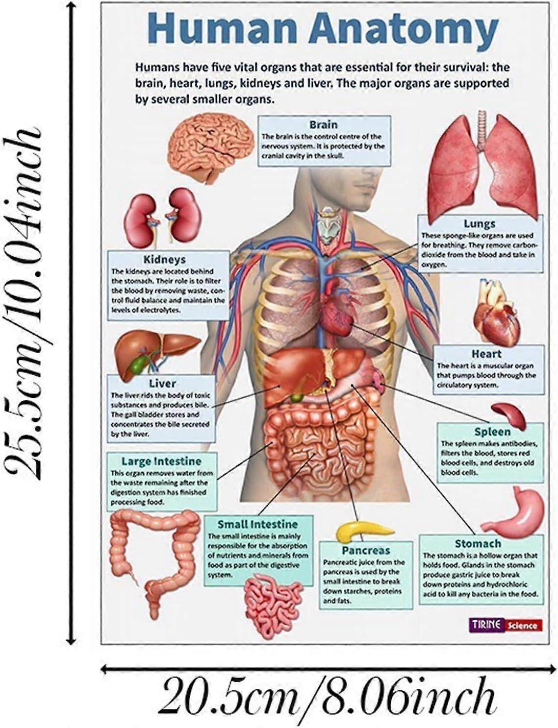 Muscular System Anatomical Poster - 16X Educational Skeletal Charts ...