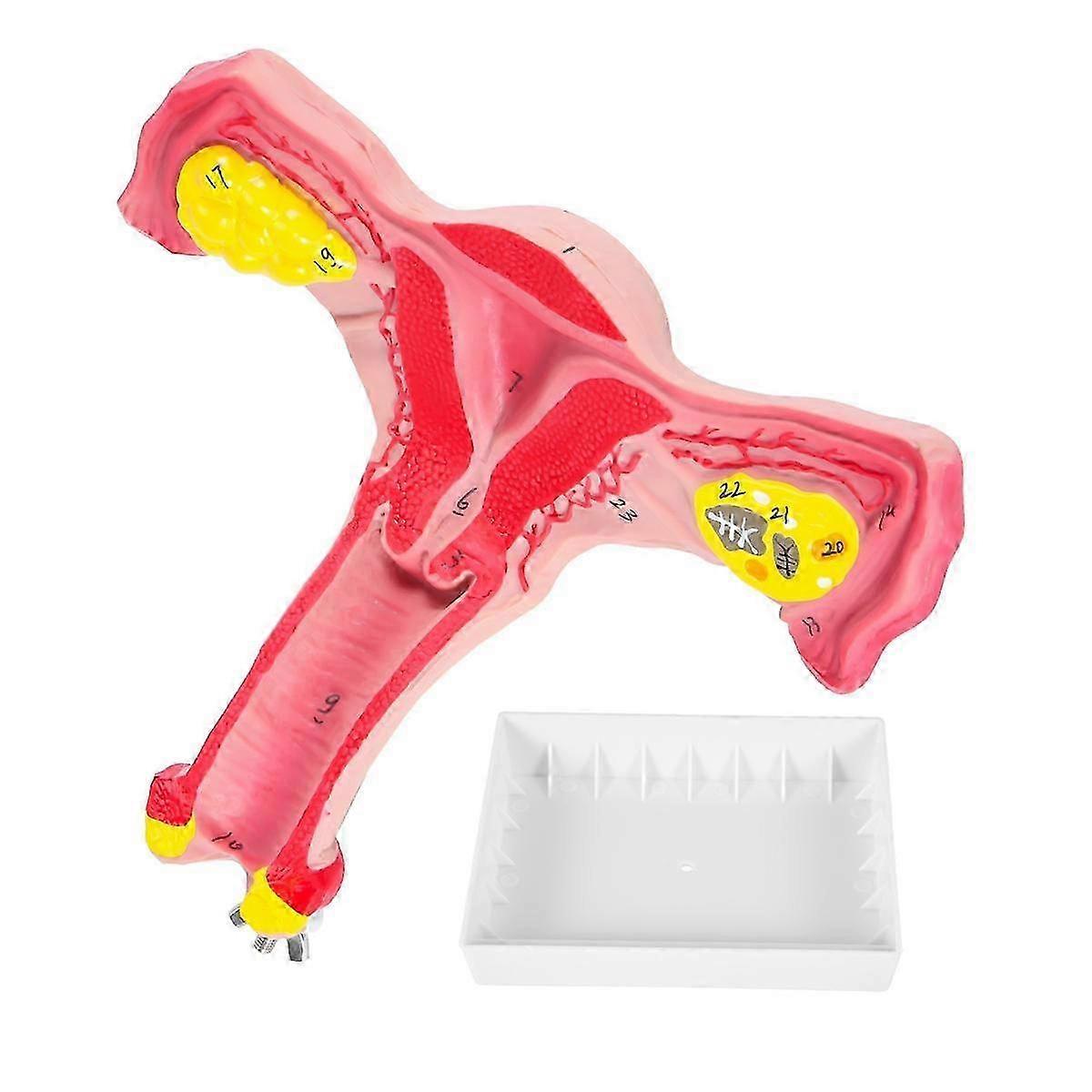 1:1 Human Female Uterus Ovary Fallopian Tubes Model Anatomical Human ...