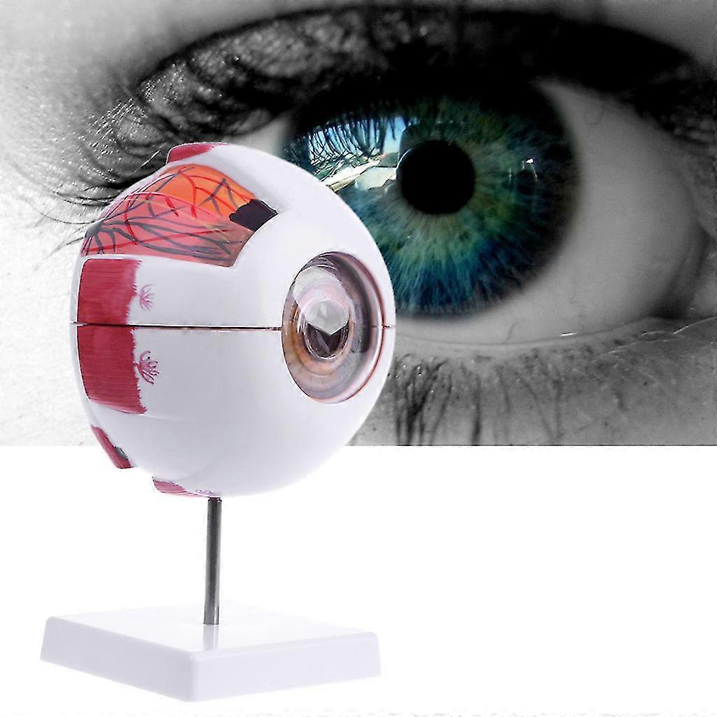 Human Anatomical Natural Eyeball Model Medical Learning Aid Teaching ...