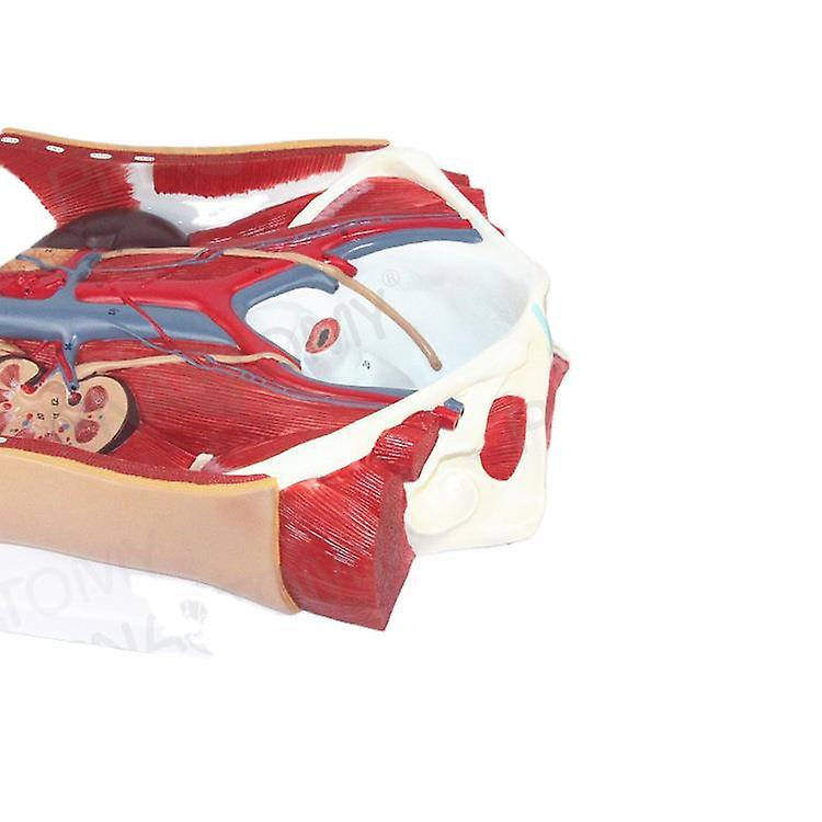 Human Male And Female Urinary System Bladder Abdominal Cavity Abdominal ...