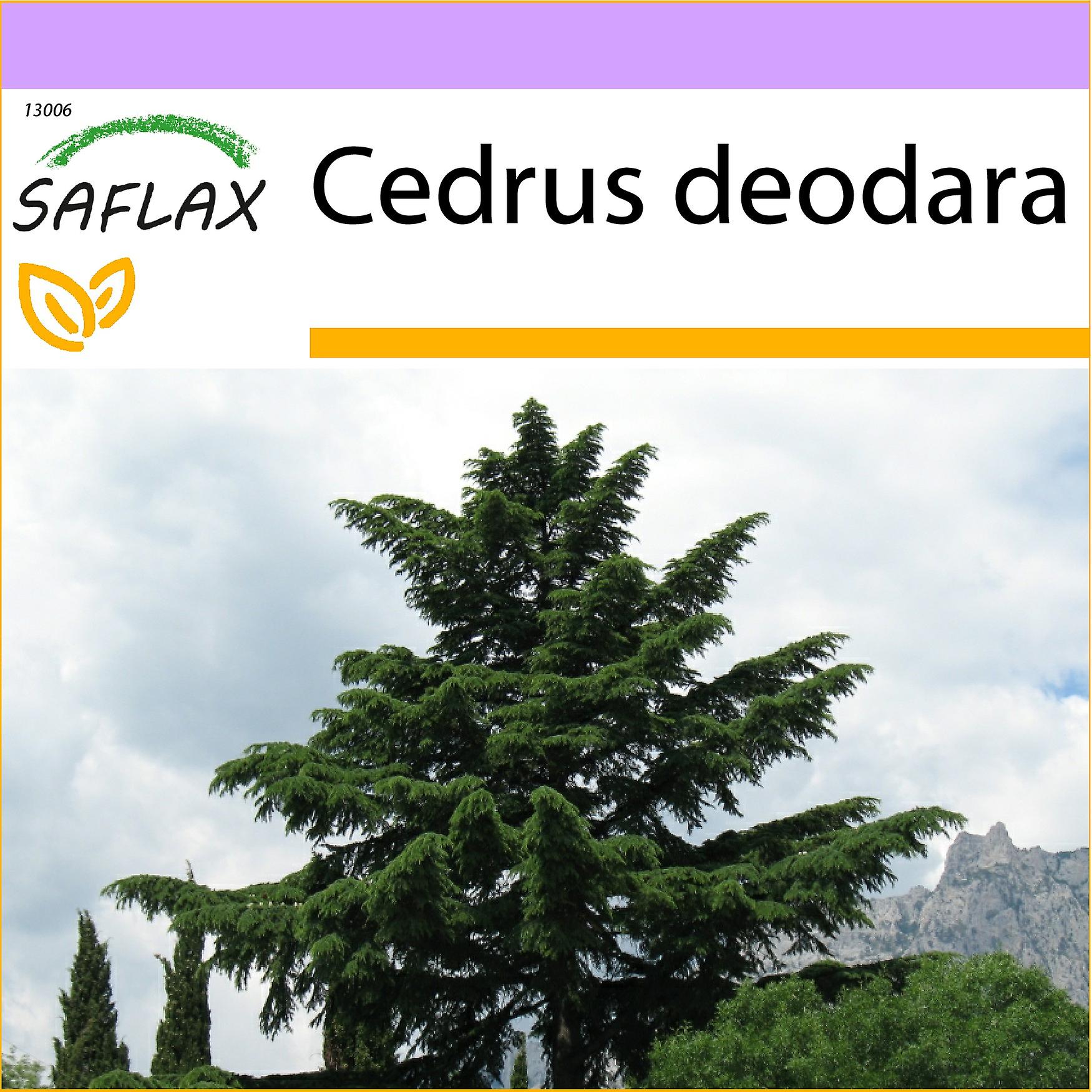 Saflax - 35 seeds - Indian Cedar - Cèdre de l'Himalaya - Cedro dell ...