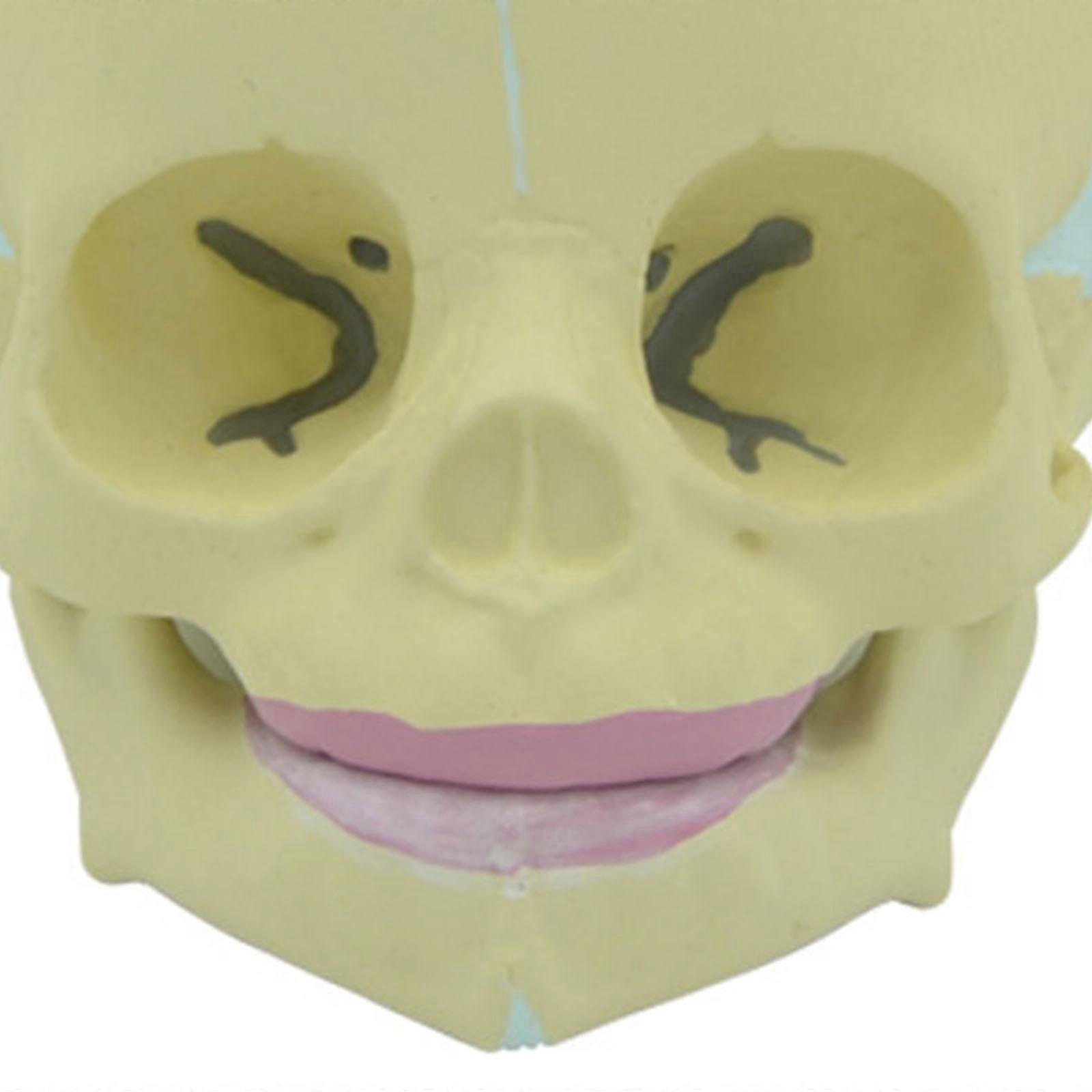 30 Weeks Baby Skull Model Movable Lower Jaw Anatomical Baby for Head ...