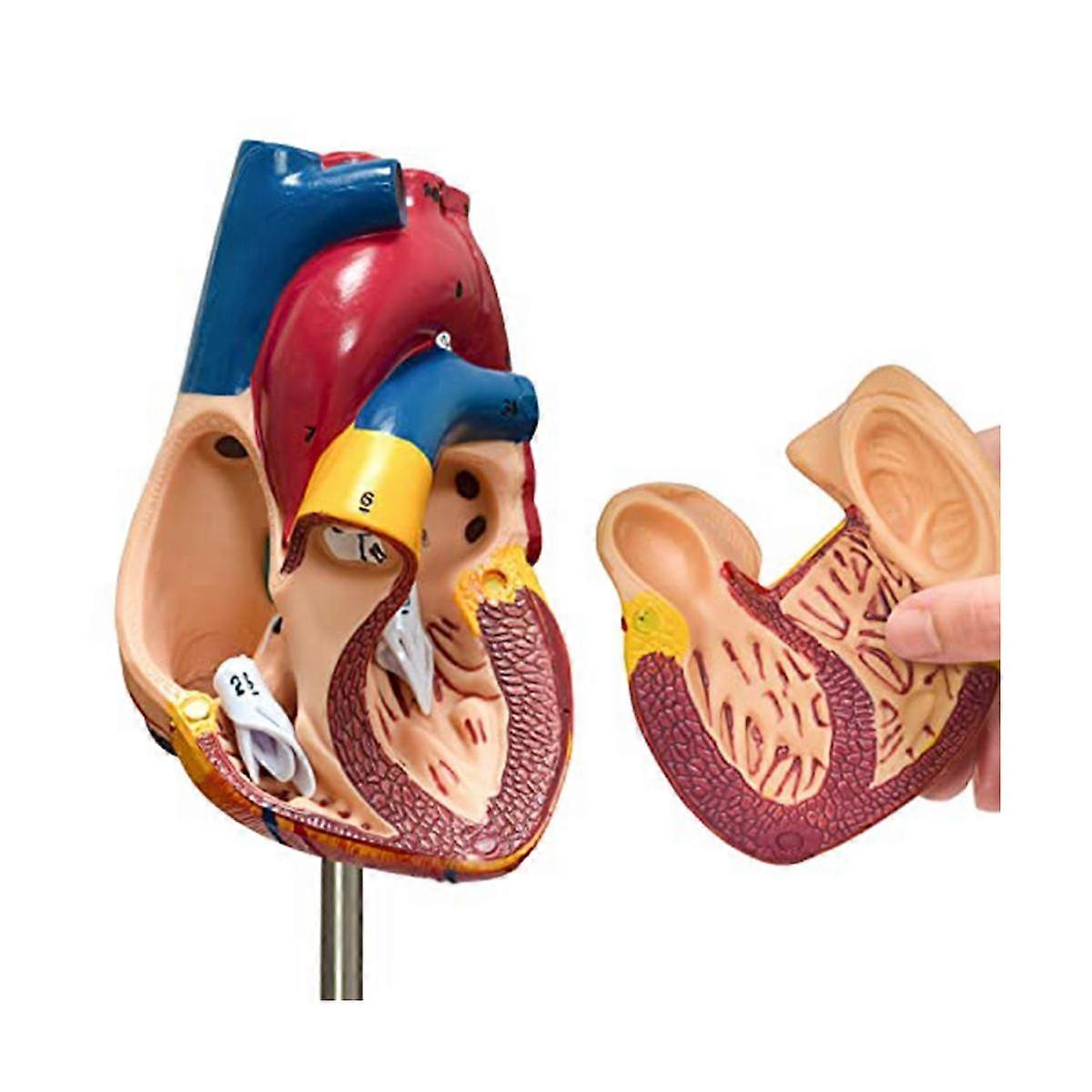 Heart Model, 2-Part Deluxe Life-Size Human Heart Model Anatomy with 34 ...