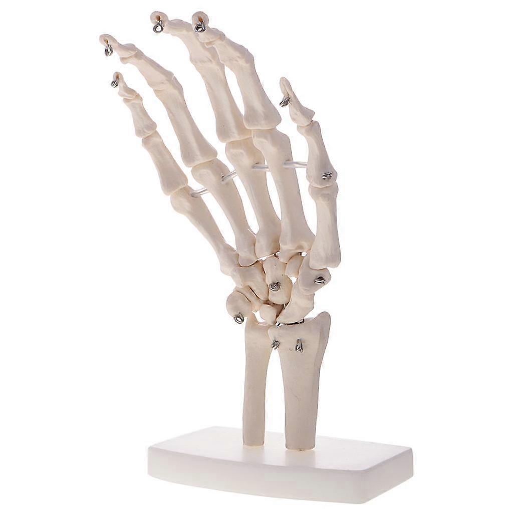 Human Hand & Wrist Skeleton Model, Articulated Joints, Anatomy Model ...