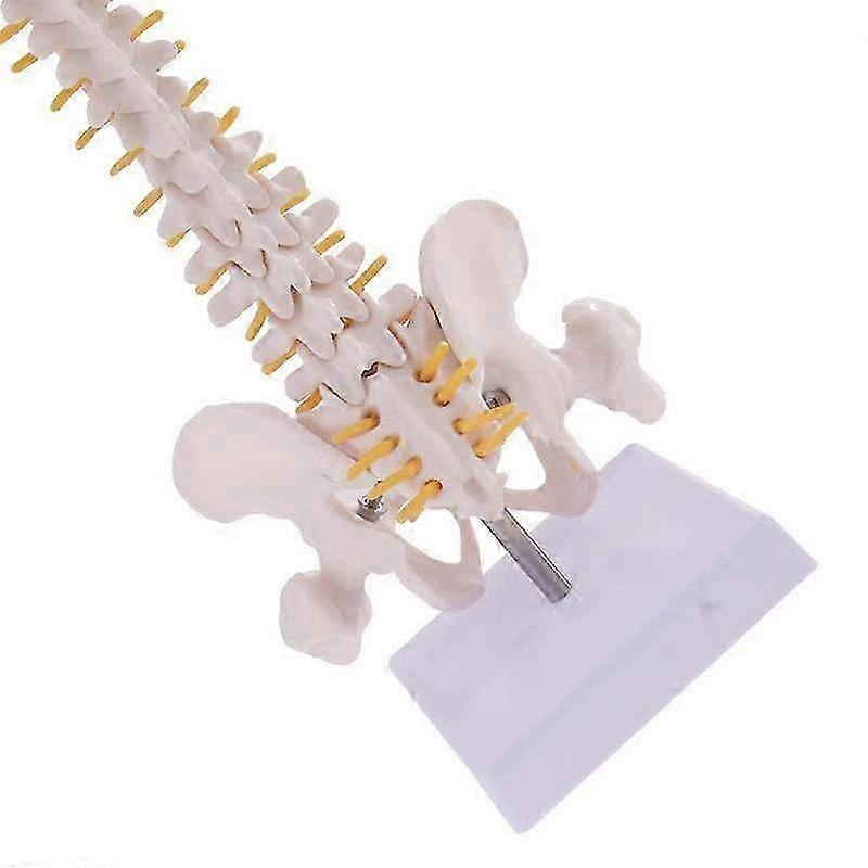 45cm Life Size Vertebral Column models Human Spine with pelvic ...