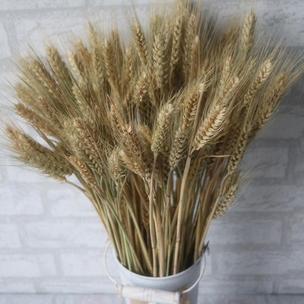 100 Stems Dried Wheat Stalks 100% Natural Wheat Decor For Home ...