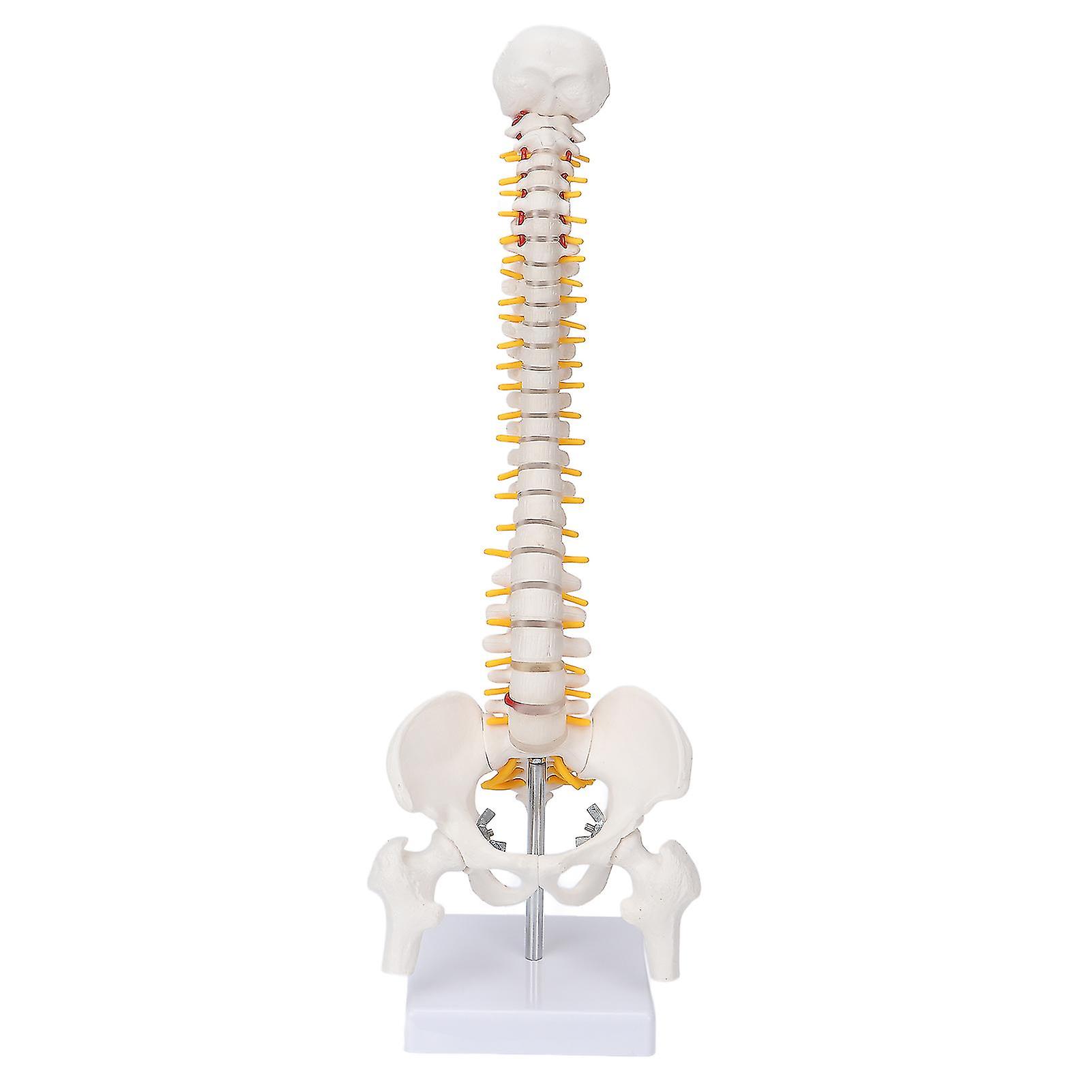 Vertebral Column Model Flexible Spine Caudal Vertebra Anatomical Model ...