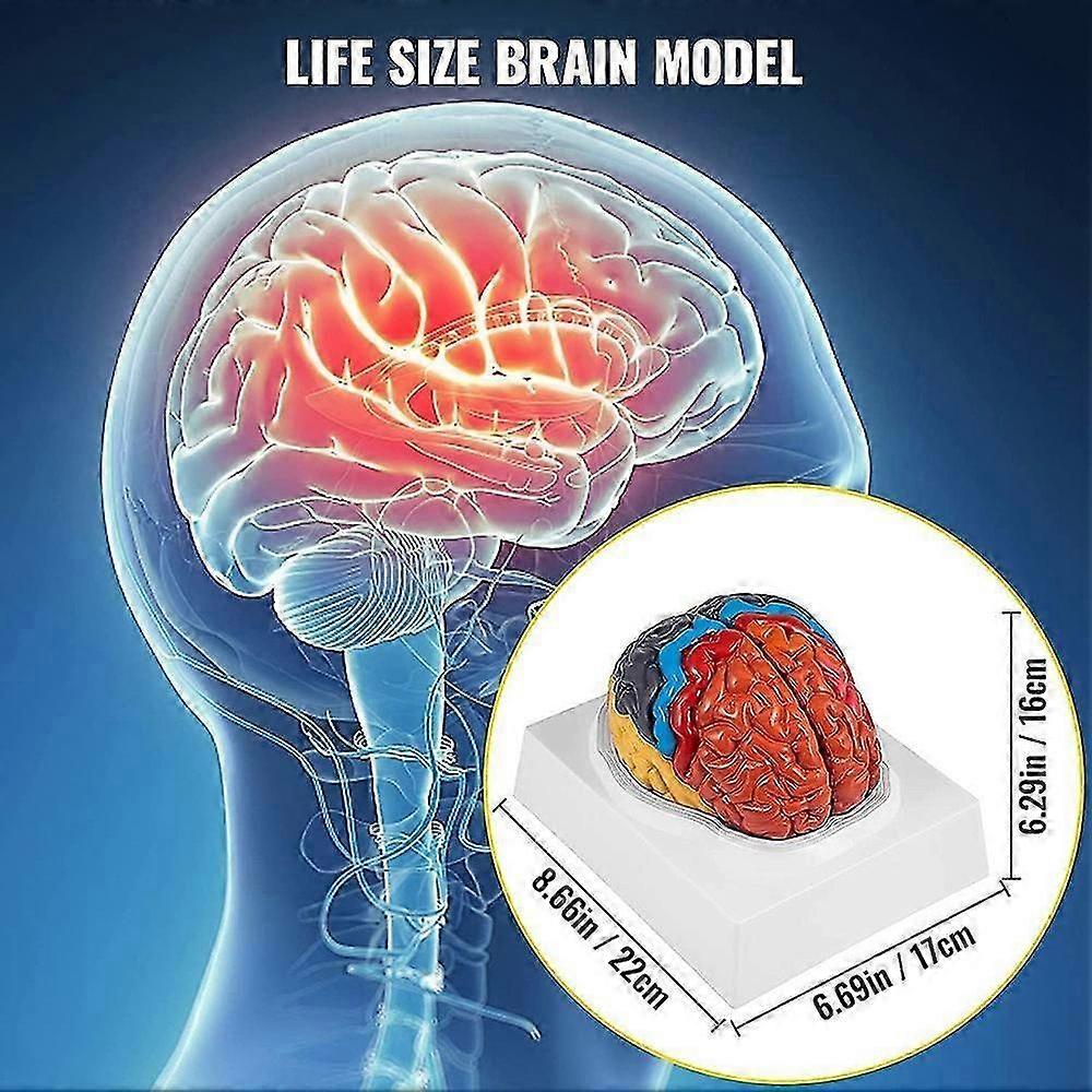 Human Brain Model Anatomy 2 Part Brain Model Color Coding with Display ...