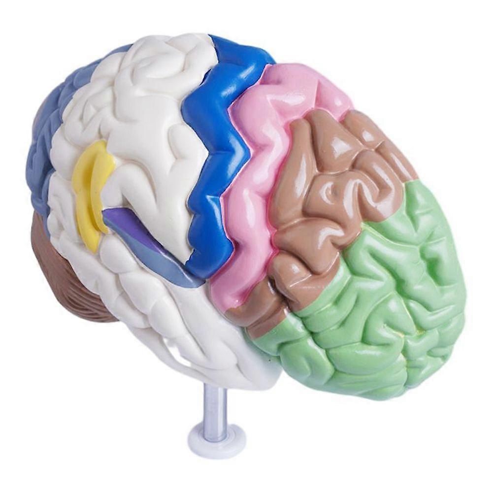 Human Half Brain Anatomy Model Life Size Anatomical,Brain Model Medical ...