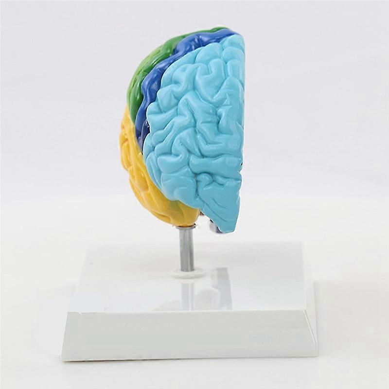 Right Hemisphere of Brain Human Body Model Education Brain Model 1:1 ...