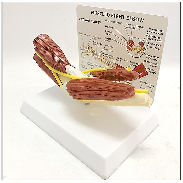 1:1 Life Sized Human Anatomy Muscled Right Arm Elbow Vascular Ligament ...