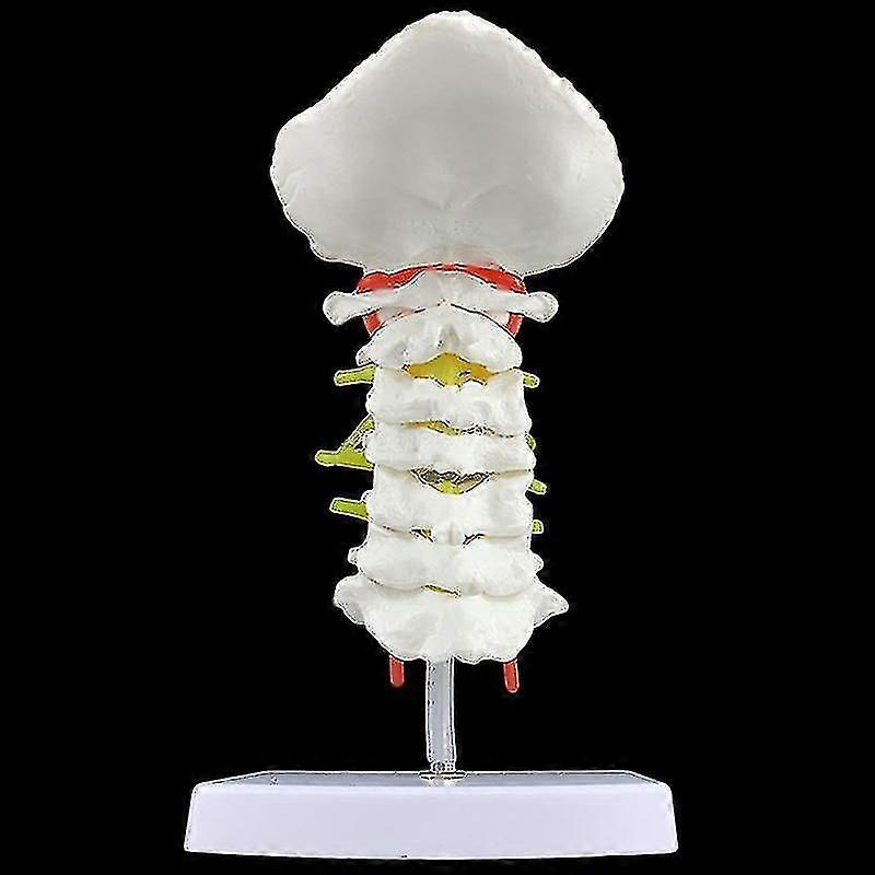 Human Anatomy Model Cervical Spine Model 18 X 13 X 8cm | Fruugo UK