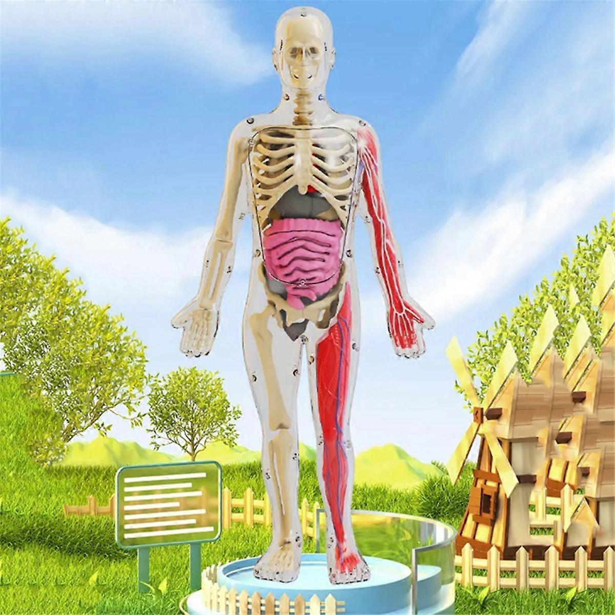 DIY Assembly of Noctilucent Human Organ Skeleton Model Anatomy for ...