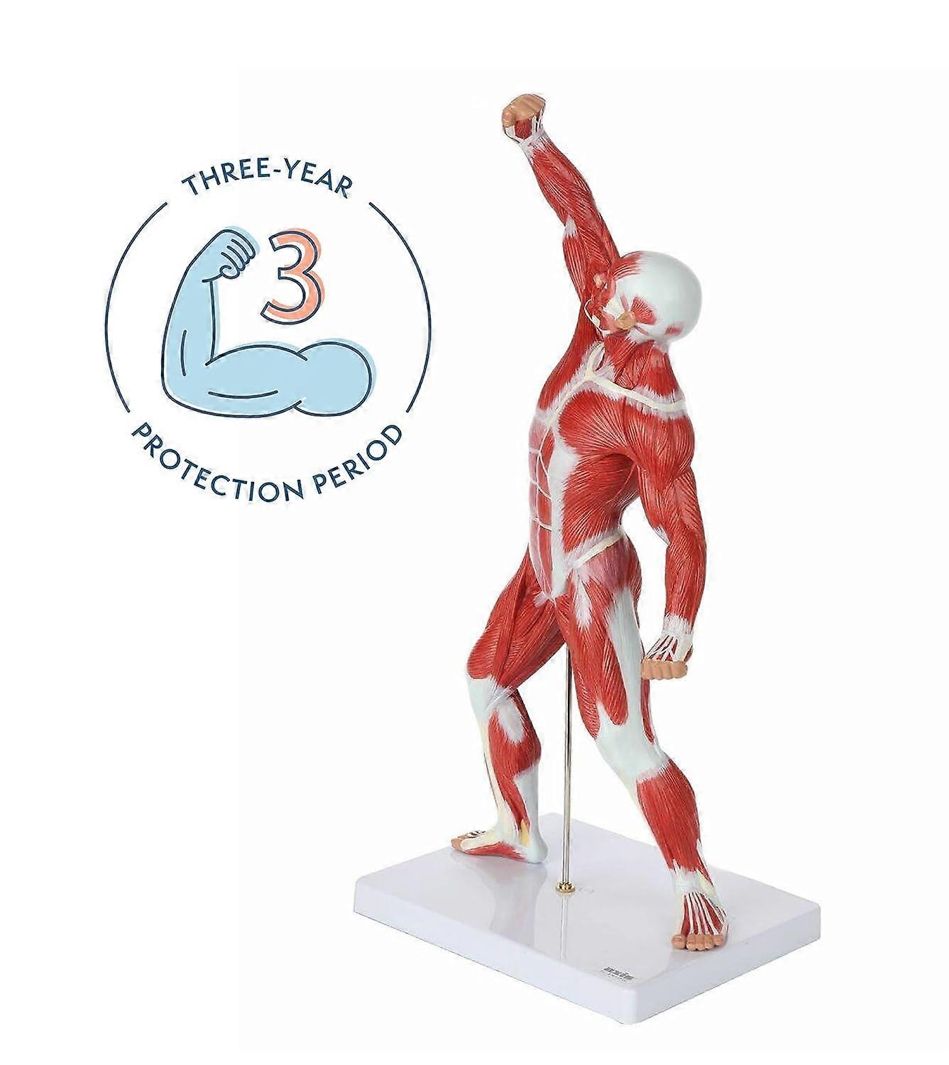 Miniature Muscular System Model, 20 Human Muscles Anatomy Model ...
