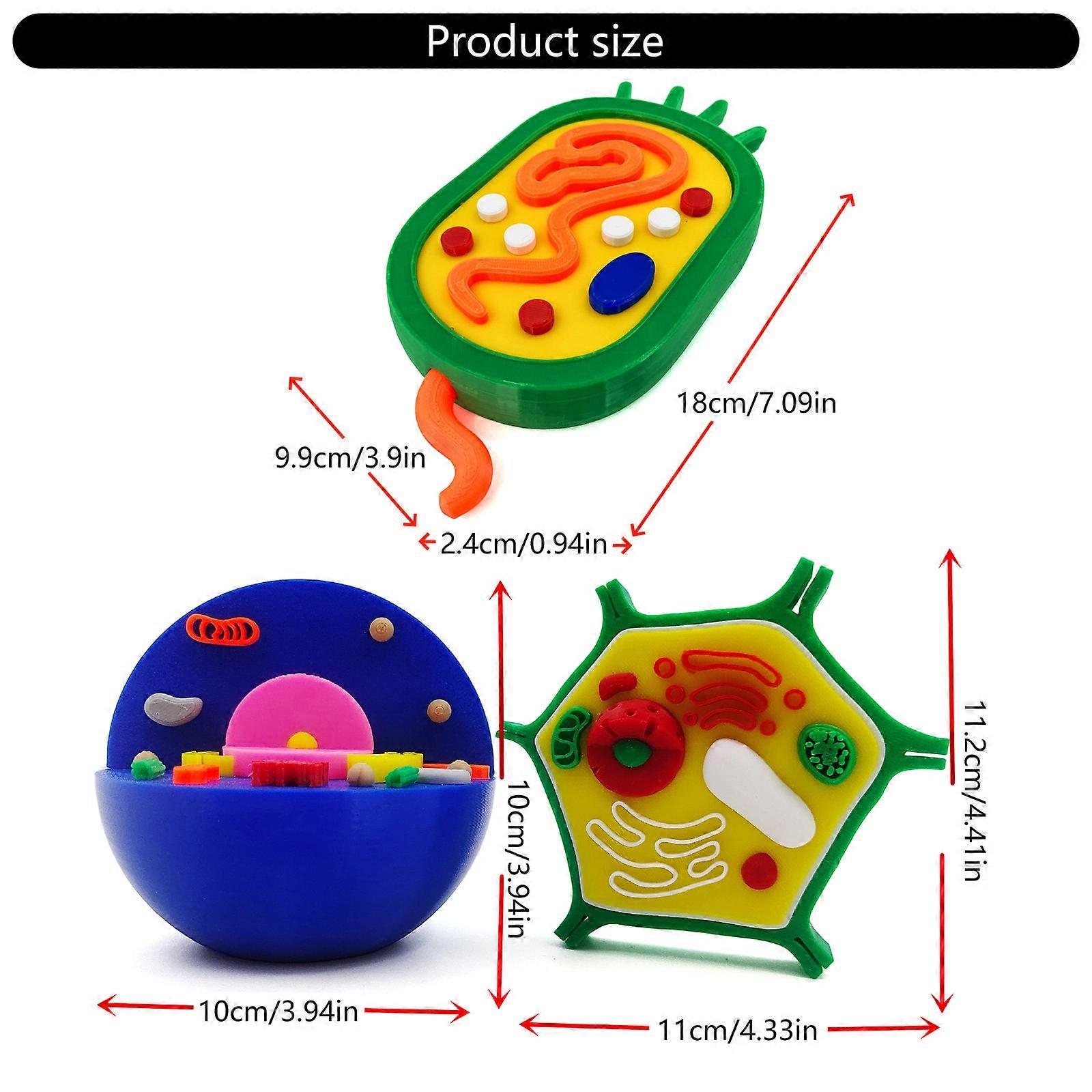 Animal and Plant Cell Anatomy Model Anatomical Animal Plant Cell Model ...