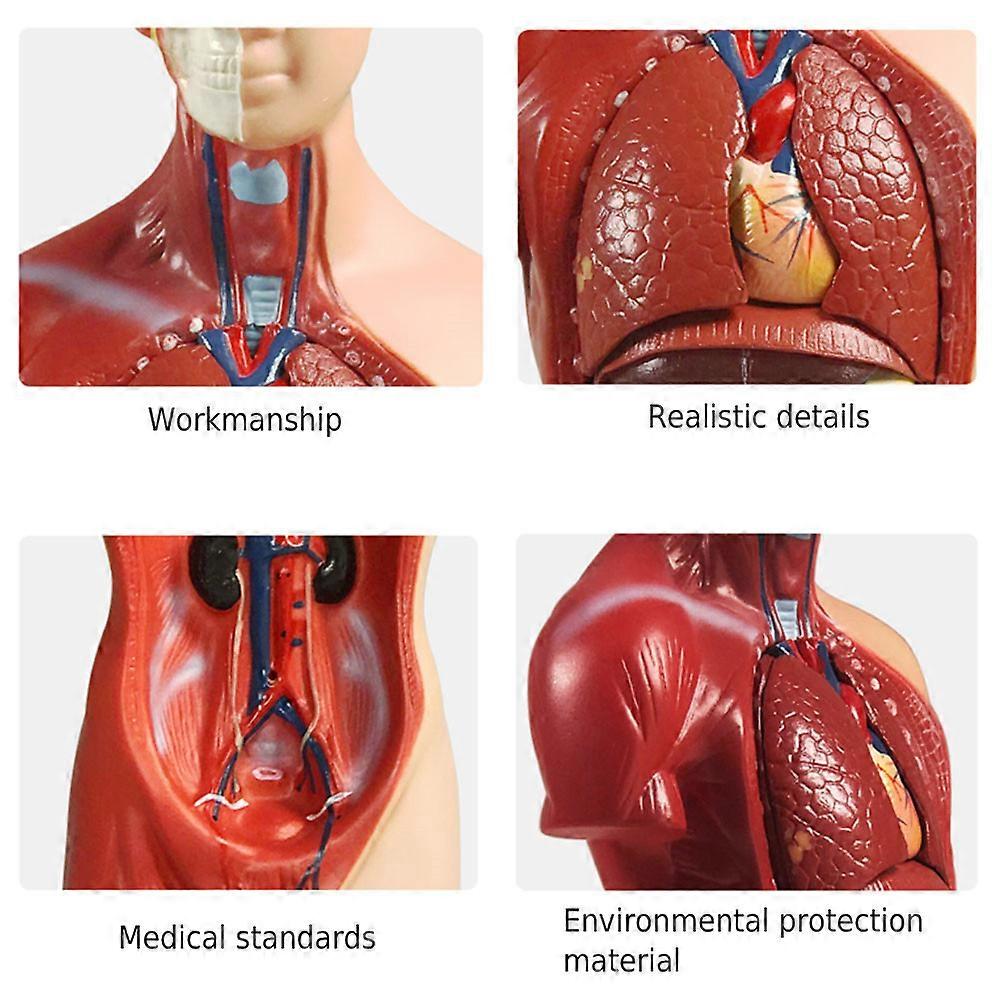 Het menselijke Model 4D Anatomische Assemblage van het Menselijke Organenanatomie Anatomische ...