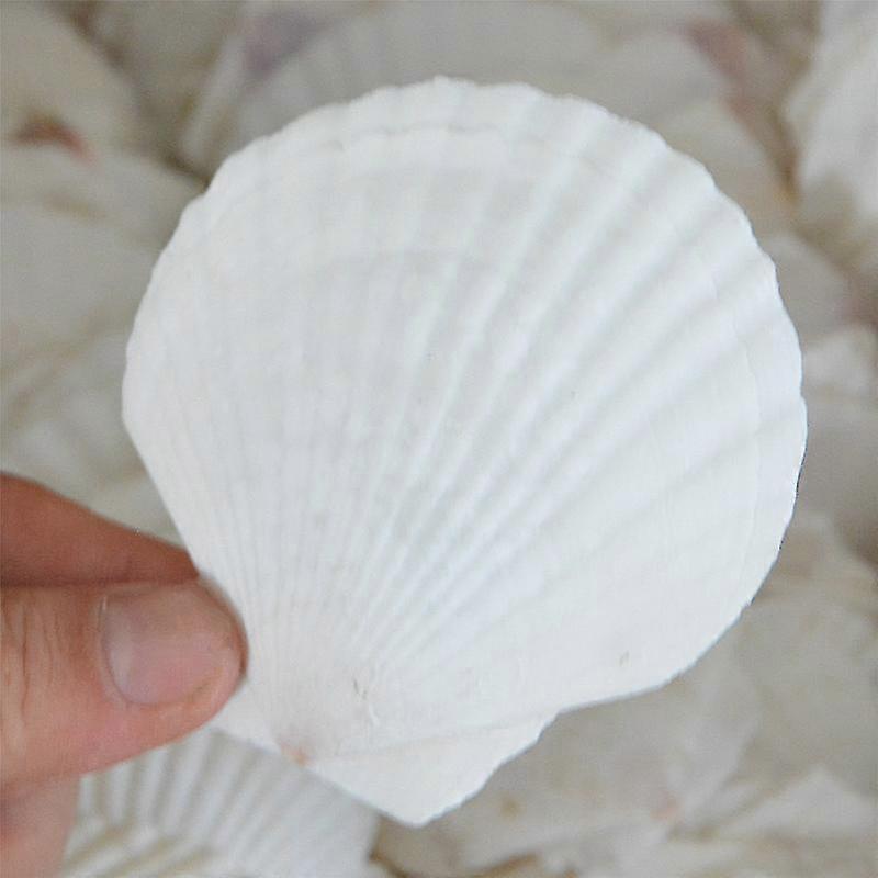 10PCS Natural Scallop Shells 12CM White Large Seashells Scallop Shells ...