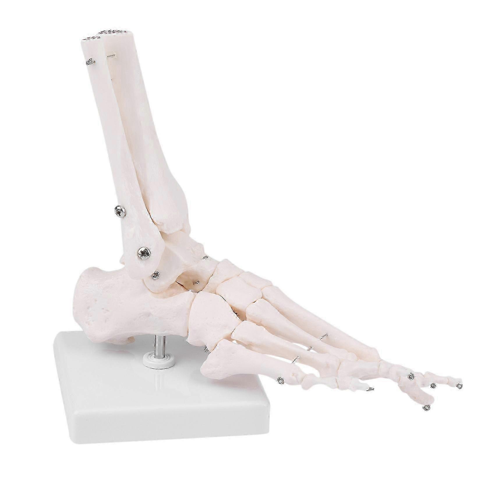 Human Skeleton Foot Anatomy Model Foot and Ankle with Shank Bone ...