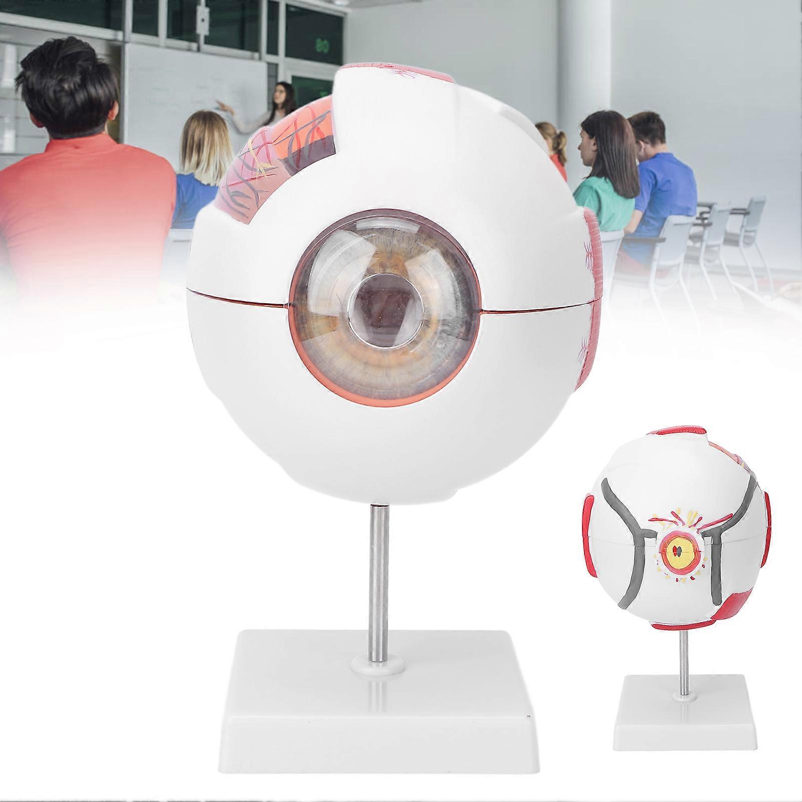 Human Eyeball Model 6 Times Enlarged 7 Parts Eye Anatomy Model for ...