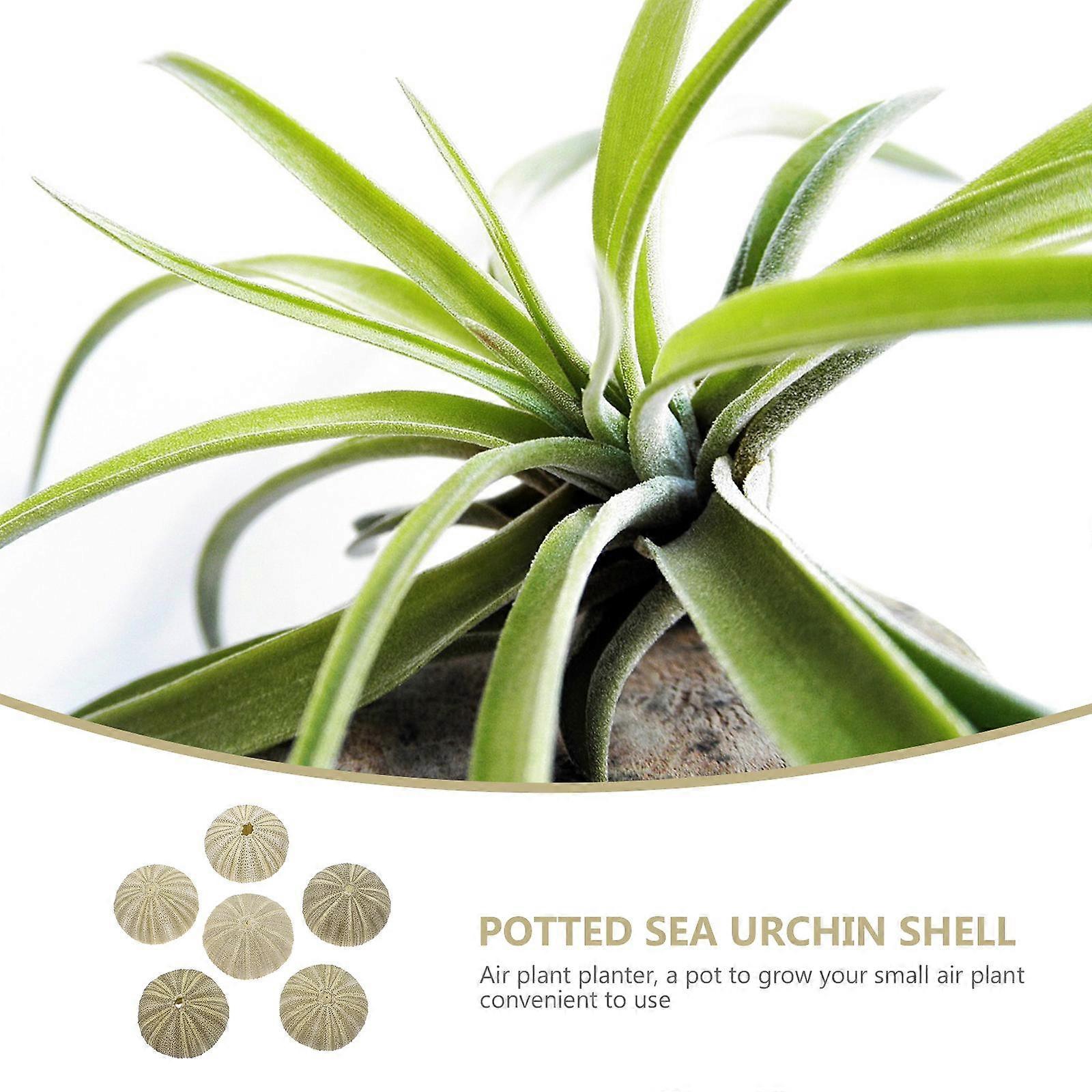 Green Sea Urchin Fish Tank Decors Shell Design Flowerpot DIY Air ...