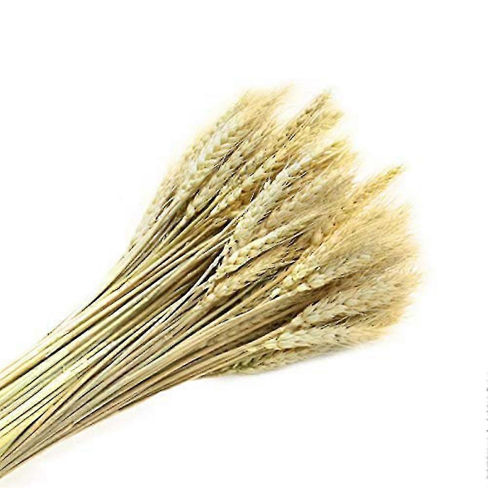 100 Stems Dried Wheat Stalks 100% Natural Wheat Decor For Home ...